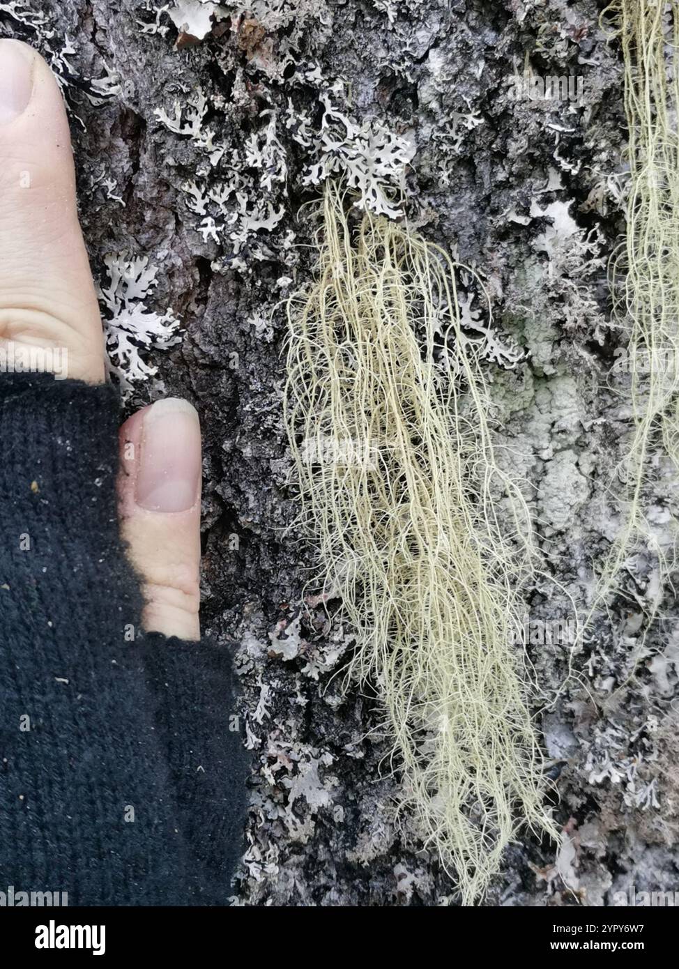 Fishbone beard lichen hi-res stock photography and images - Alamy