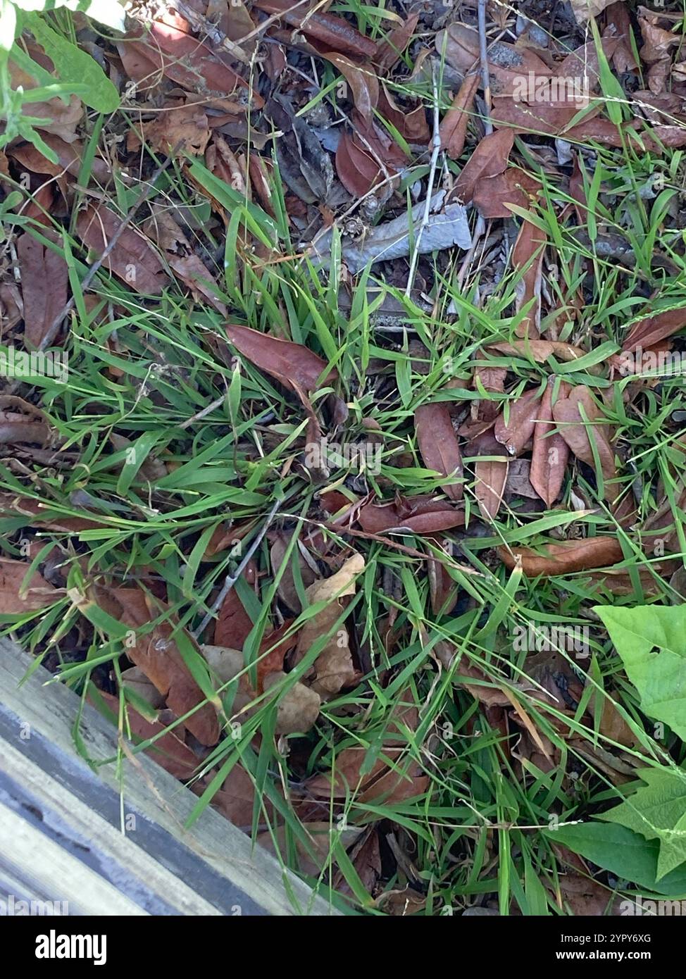 Ehrharta erecta hi-res stock photography and images - Alamy