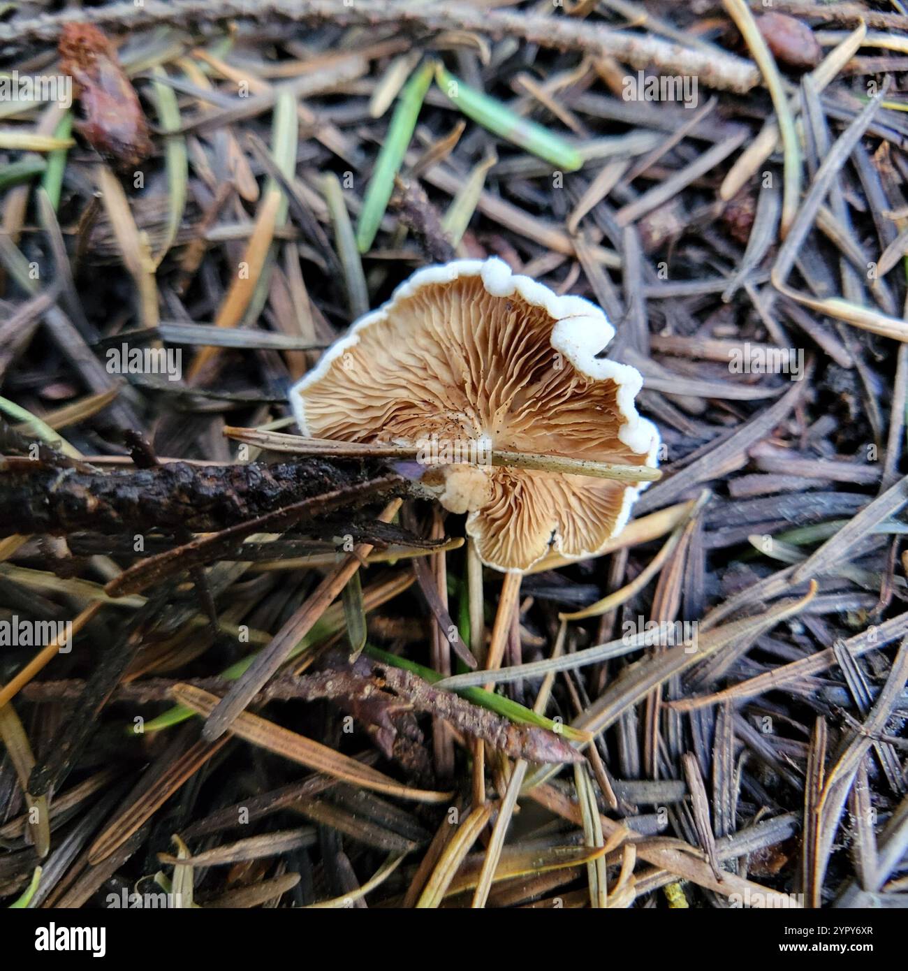 grass oysterling (Crepidotus epibryus Stock Photo - Alamy