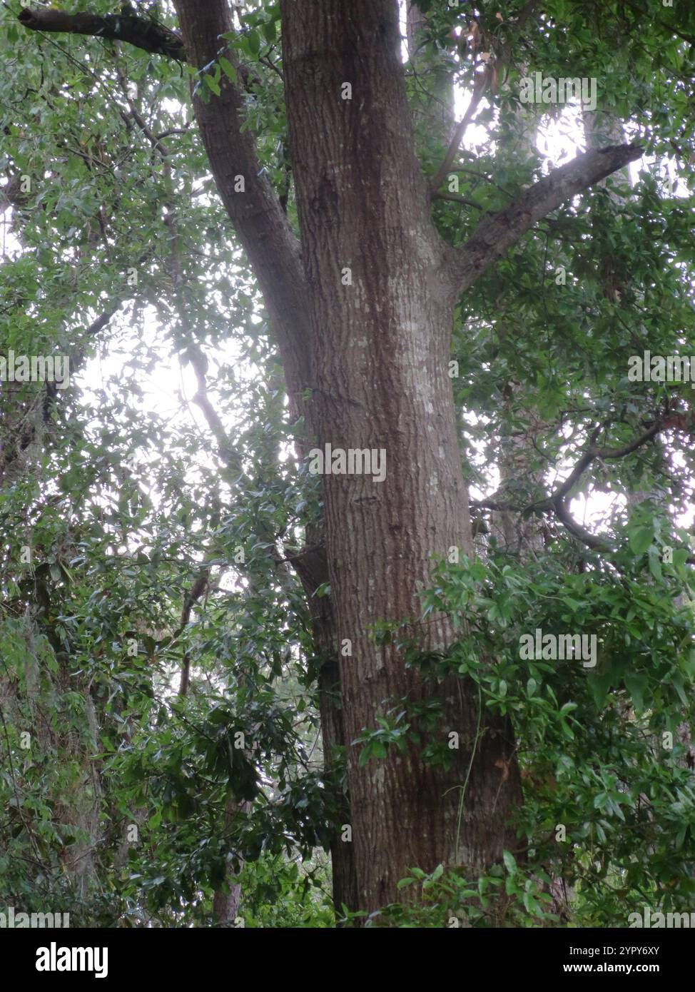 water oak (Quercus nigra Stock Photo - Alamy