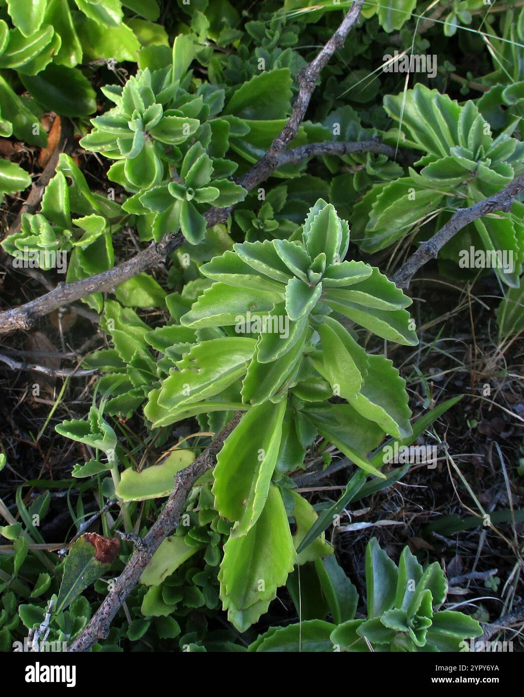 Camphor Spurflower (Coleus cylindraceus Stock Photo - Alamy