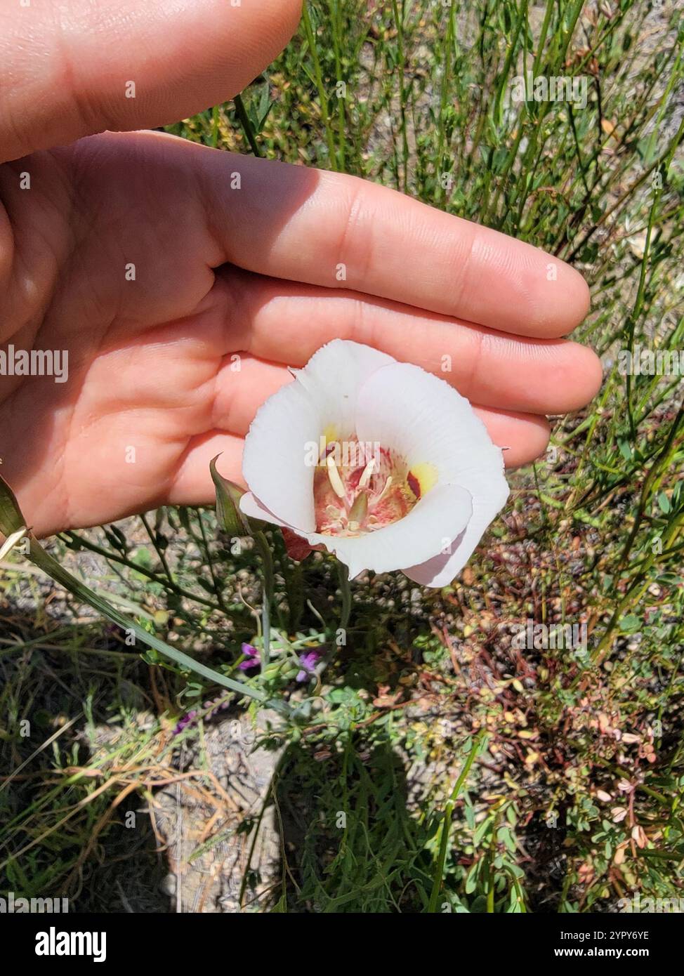 clay mariposa lily (Calochortus argillosus Stock Photo - Alamy