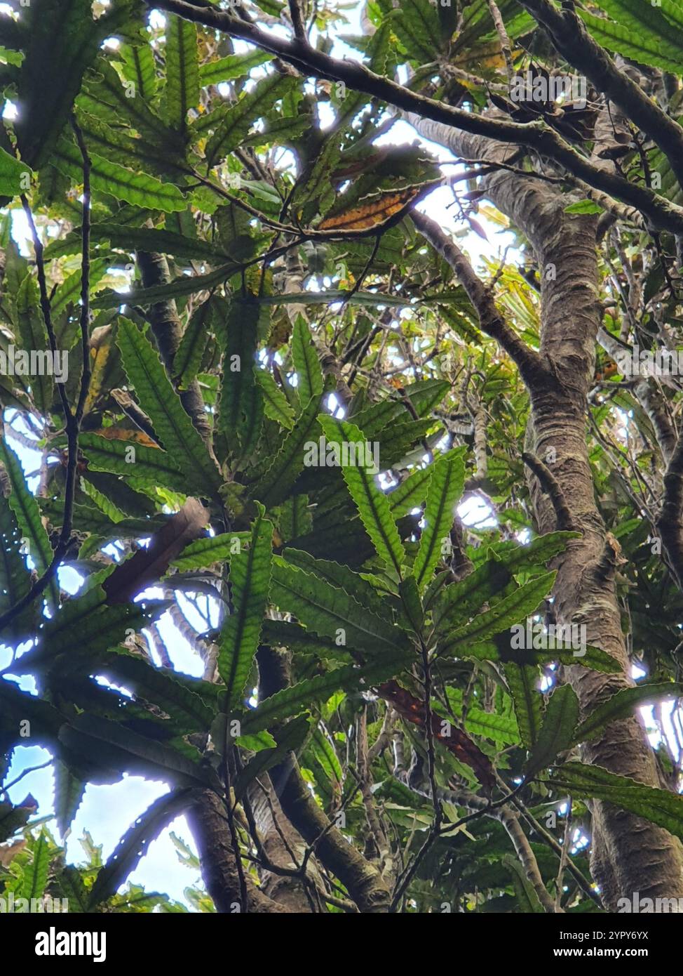 Knightia hi-res stock photography and images - Alamy