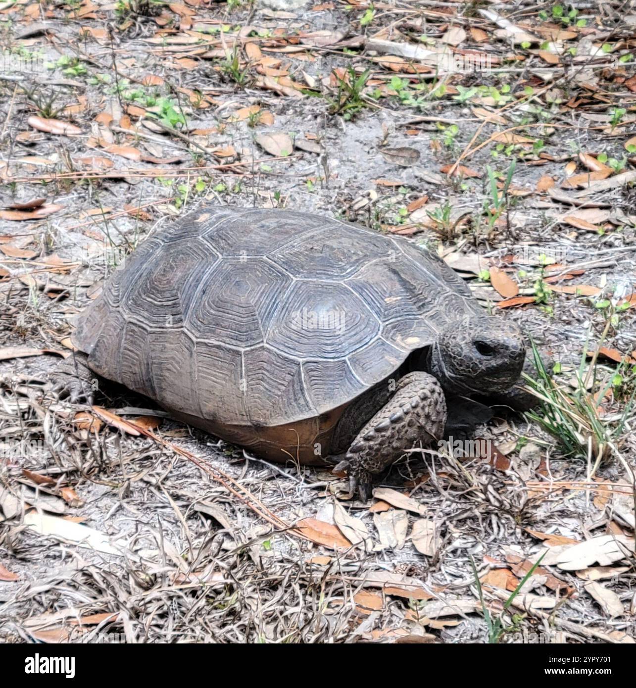Gopher Tortoise (Gopherus polyphemus Stock Photo - Alamy