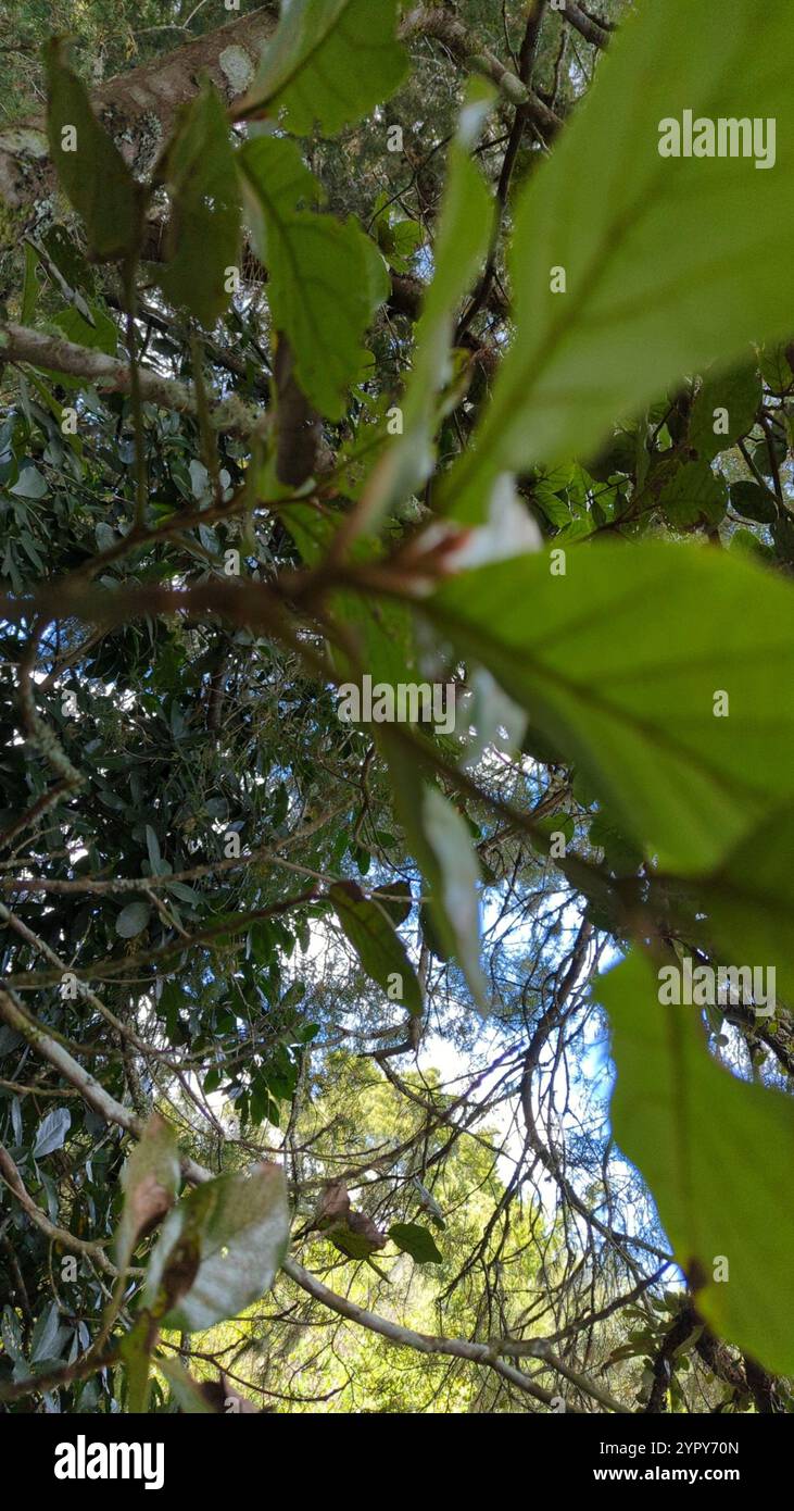 Taraire hi-res stock photography and images - Alamy