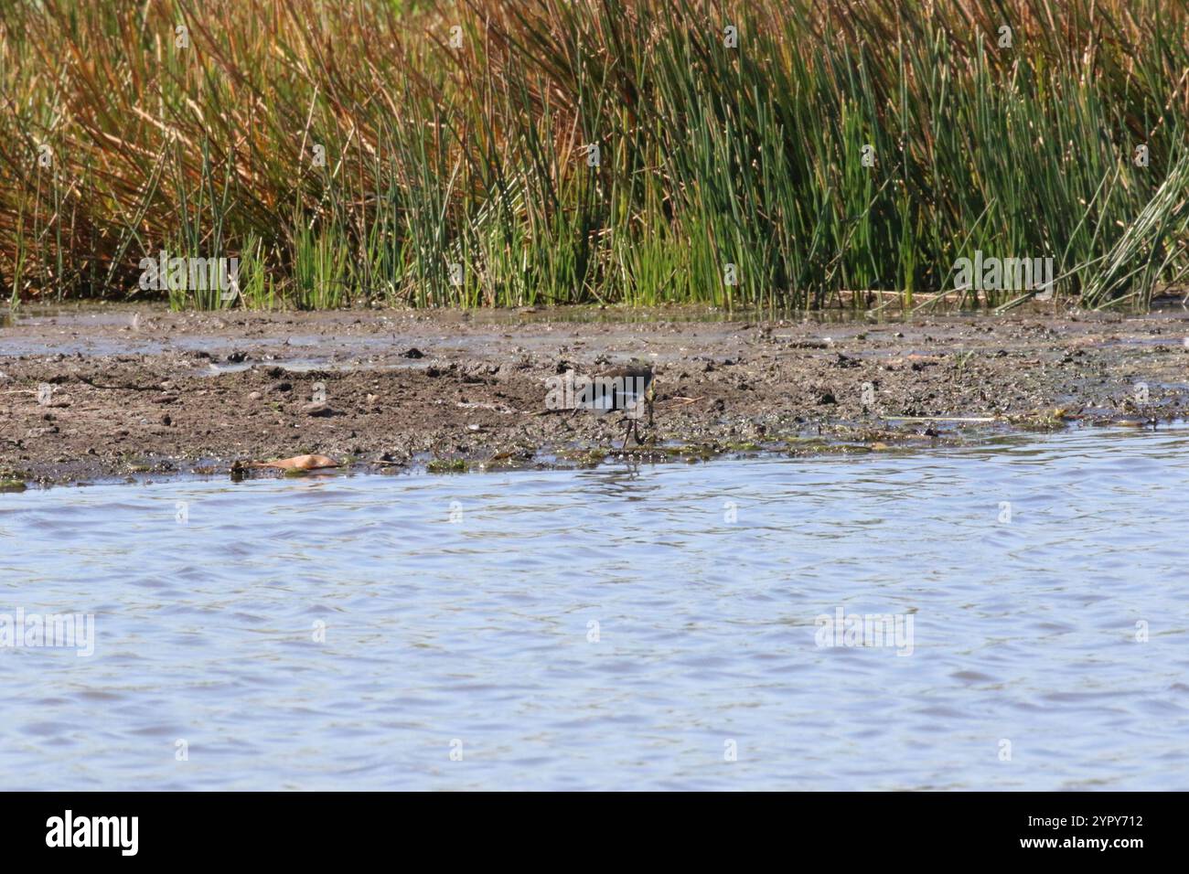 Red-kneed Dotterel (Erythrogonys cinctus Stock Photo - Alamy