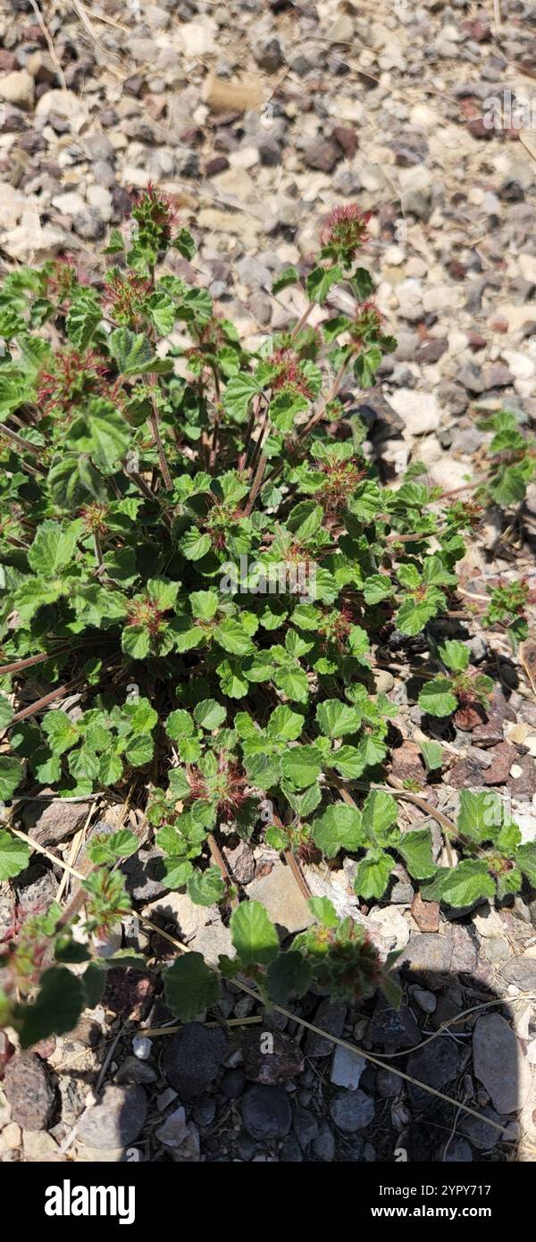Round Copperleaf (Acalypha monostachya Stock Photo - Alamy