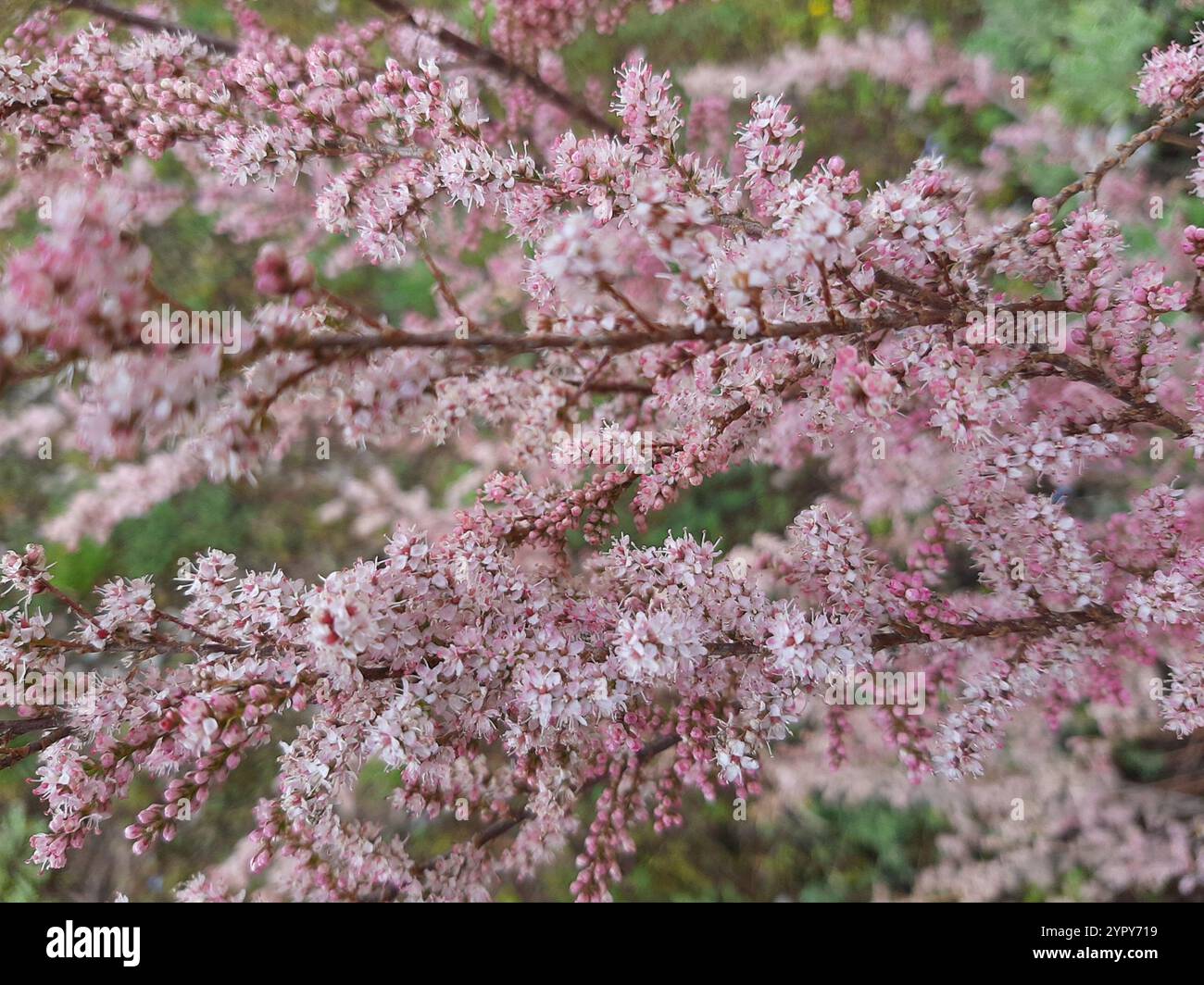 small-flowered tamarisk (Tamarix parviflora Stock Photo - Alamy