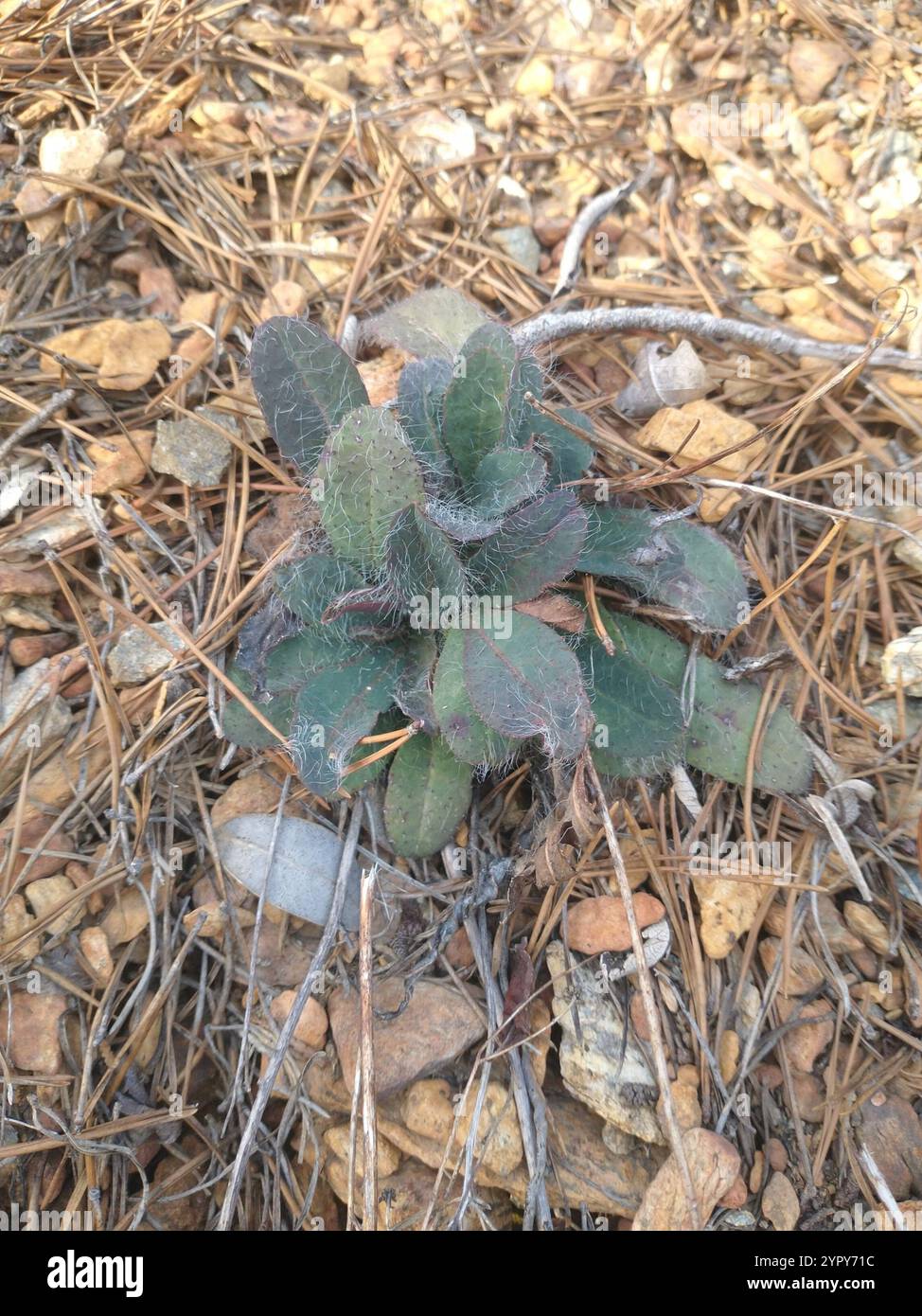 Bolanders hi-res stock photography and images - Alamy