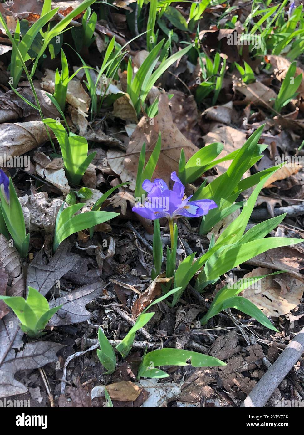 dwarf crested iris (Iris cristata Stock Photo - Alamy