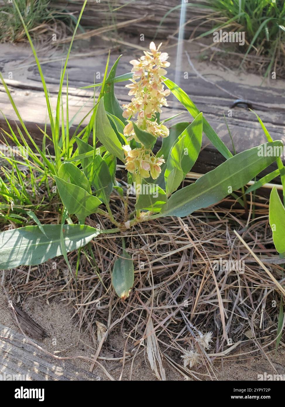 winged dock (Rumex venosus Stock Photo - Alamy