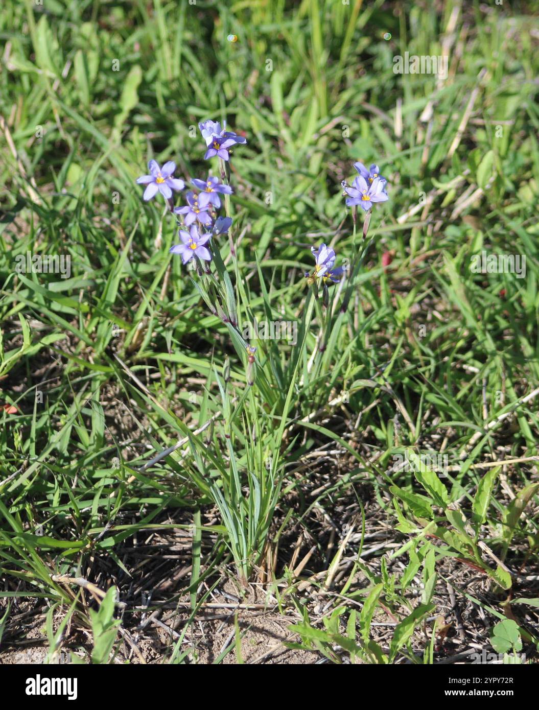 blue-eyed grasses (Sisyrinchium Stock Photo - Alamy