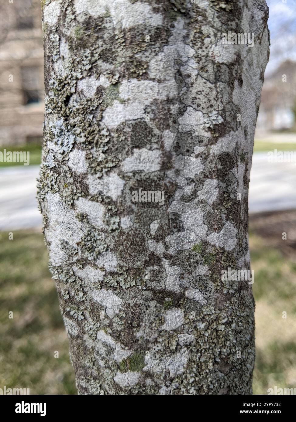 Tile Lichens (Lecidea Stock Photo - Alamy