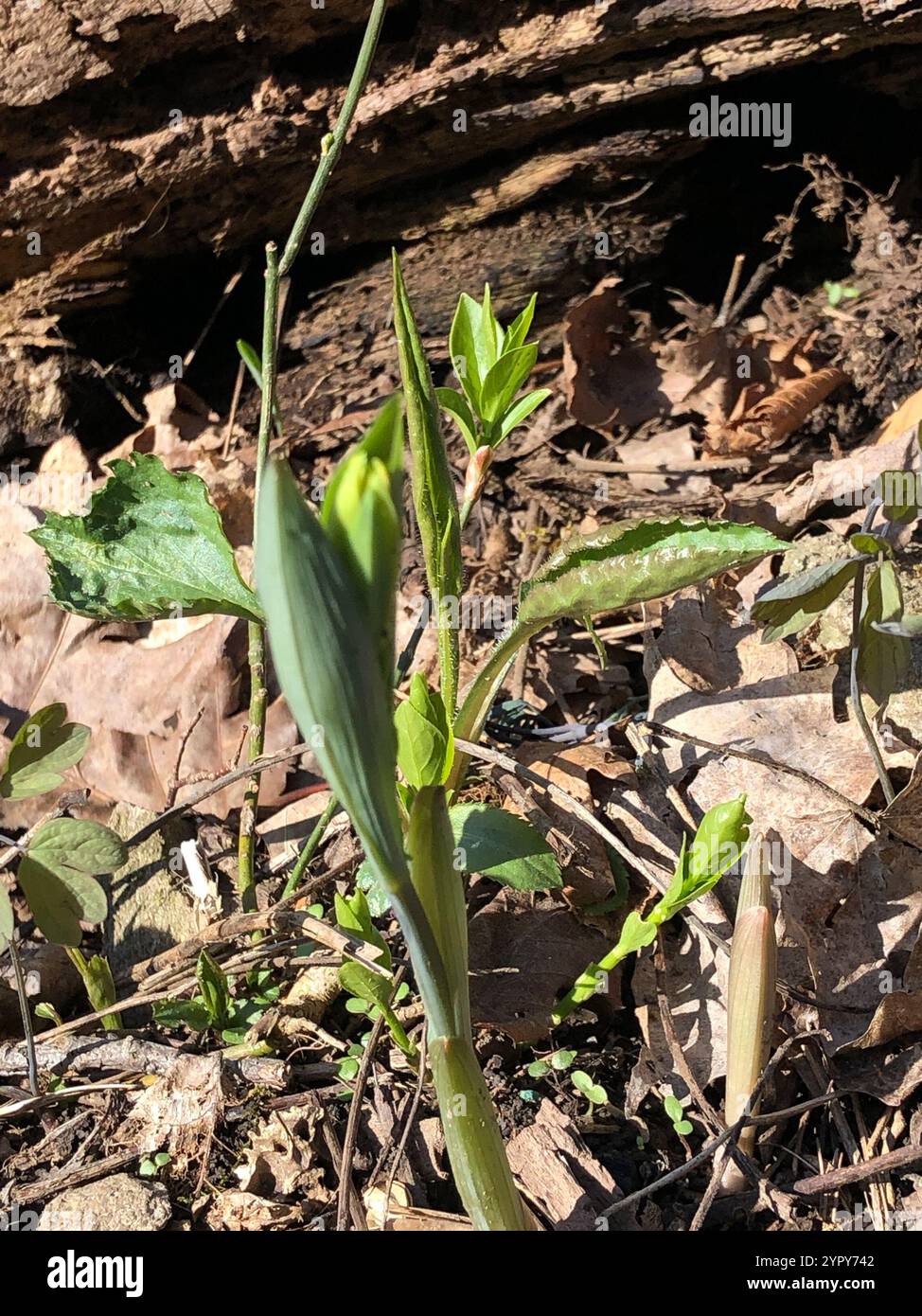largeflower bellwort (Uvularia grandiflora Stock Photo - Alamy