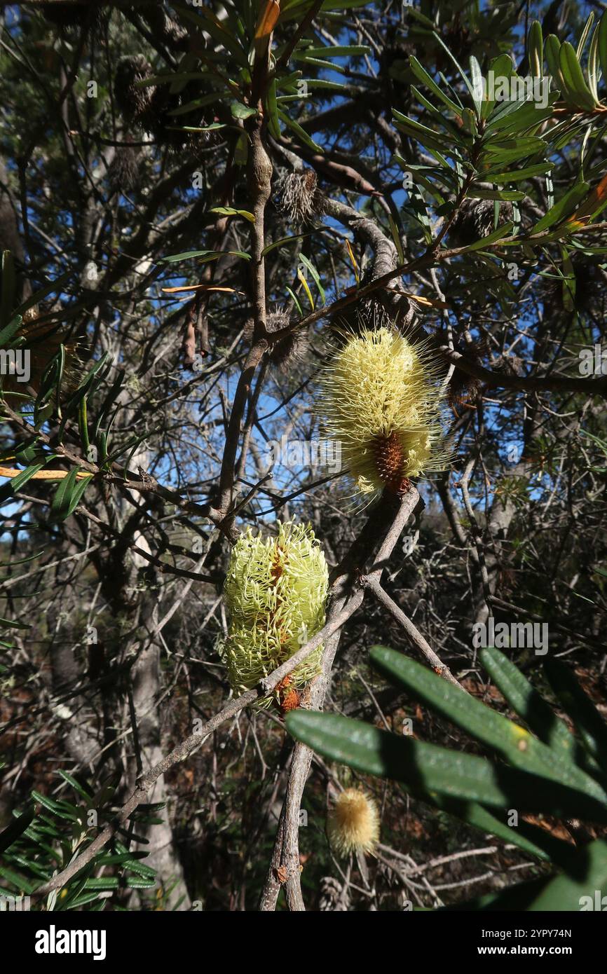 Silver Banksia (Banksia marginata Stock Photo - Alamy