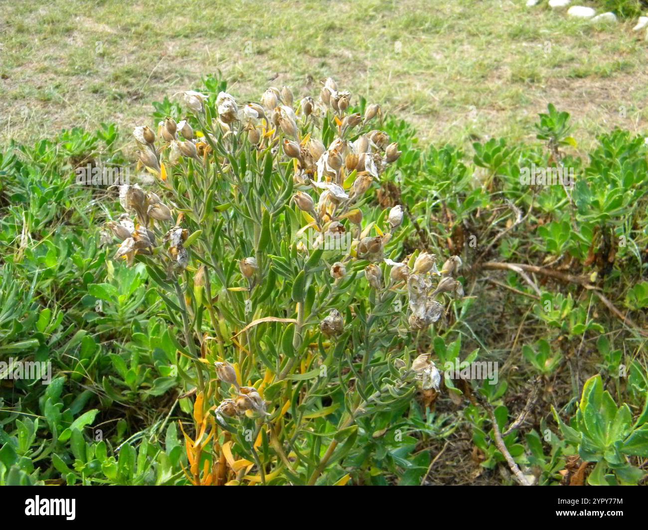 Sea rose orphium frutescens hi-res stock photography and images - Alamy