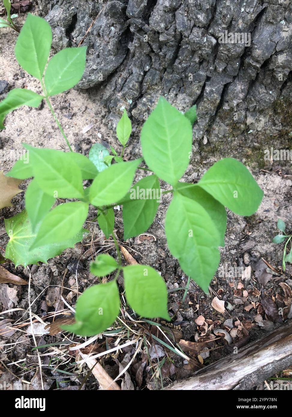American bladdernut hi-res stock photography and images - Alamy