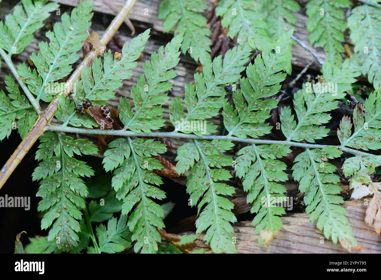 spreading wood fern (Dryopteris expansa Stock Photo - Alamy