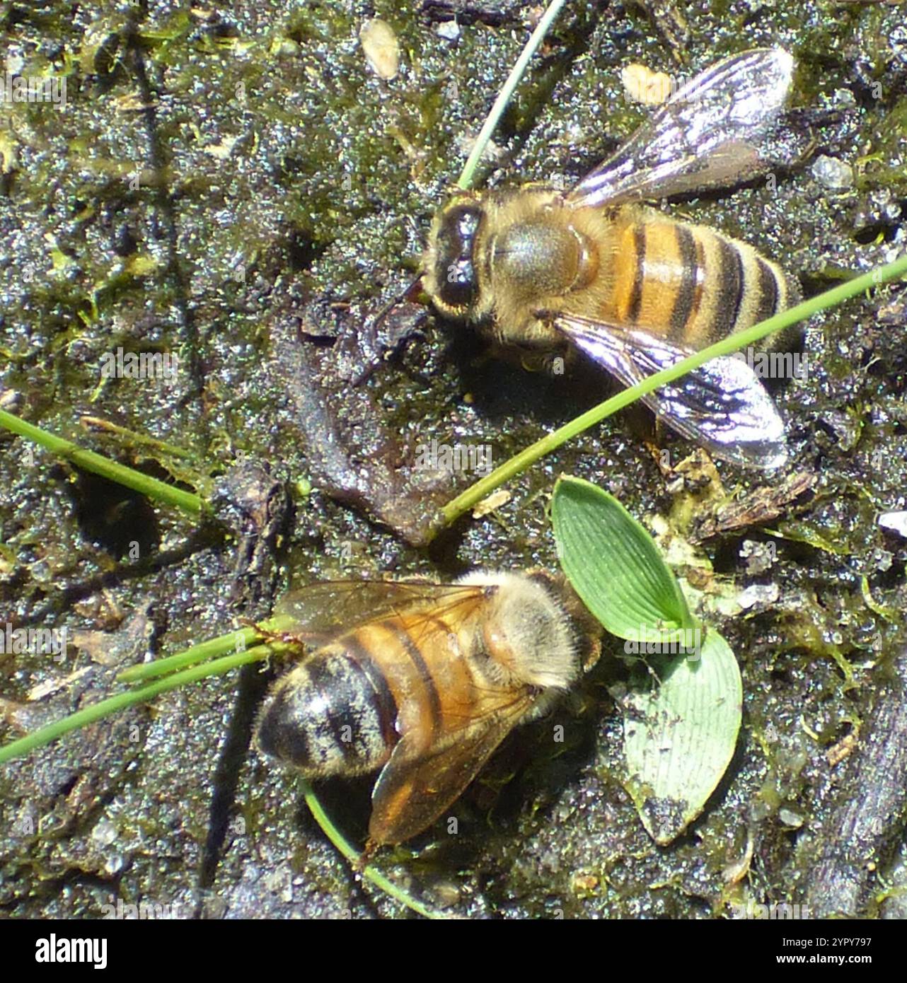 Western Honey Bee (Apis mellifera Stock Photo - Alamy