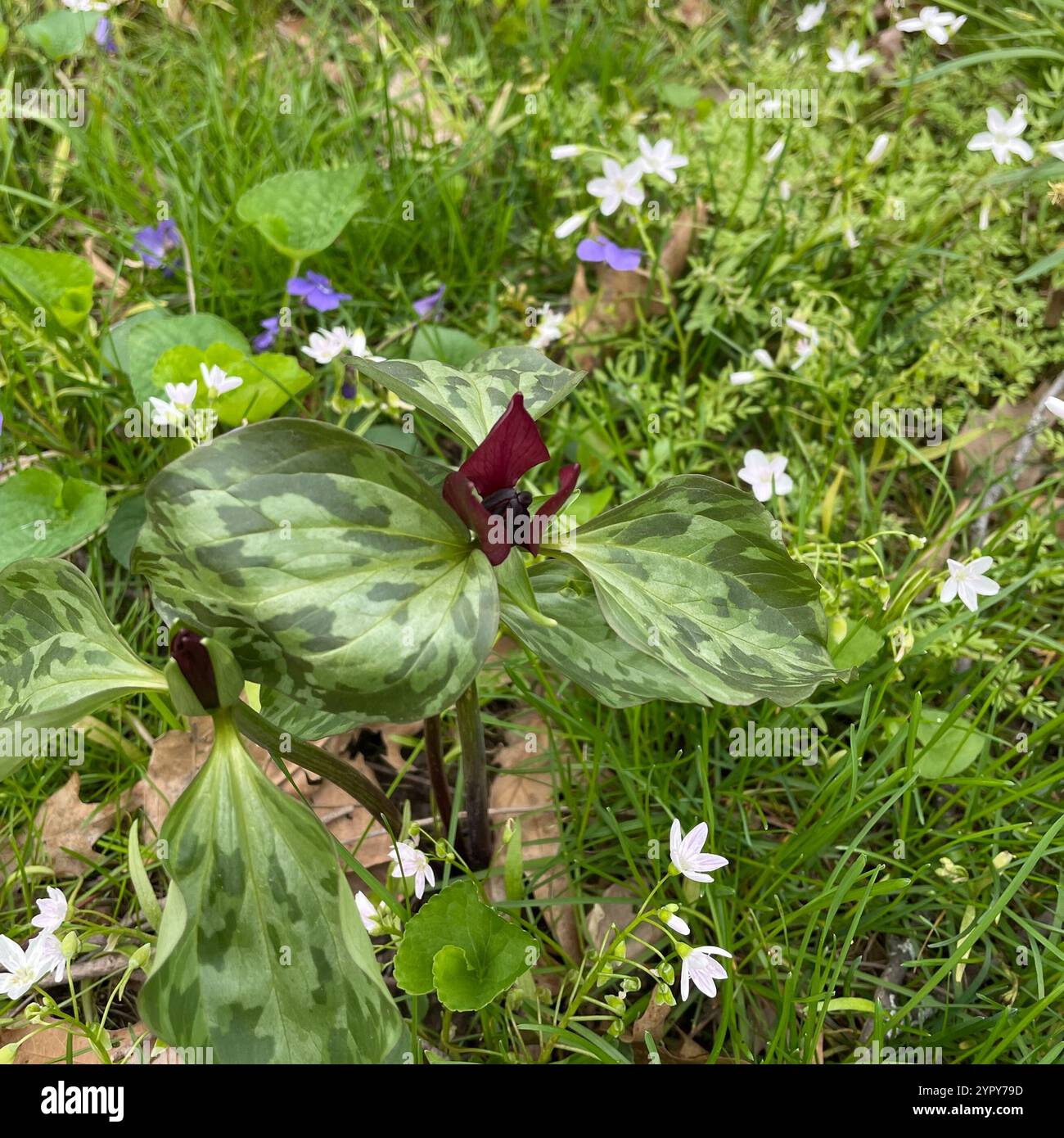 prairie trillium (Trillium recurvatum Stock Photo - Alamy