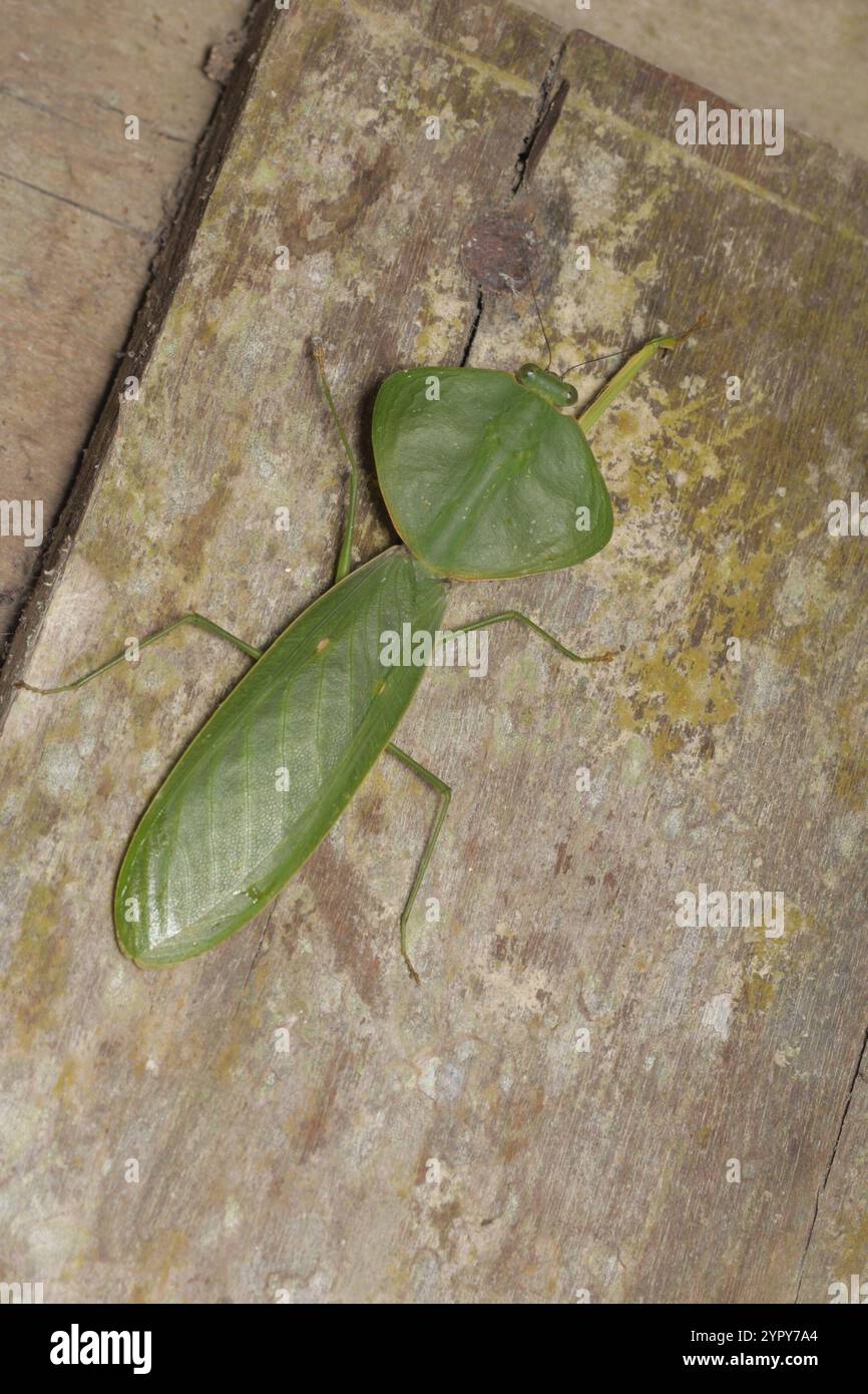 Rhombicollis hi-res stock photography and images - Alamy