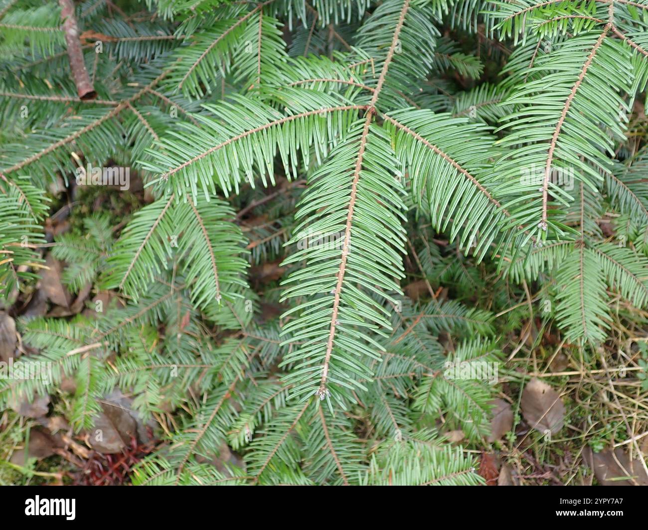 grand fir (Abies grandis Stock Photo - Alamy