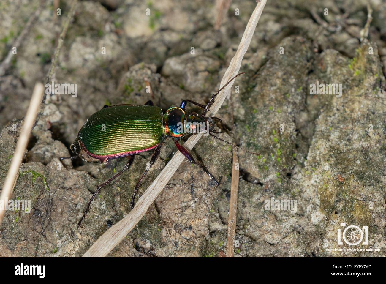 Fiery Searcher (Calosoma scrutator Stock Photo - Alamy