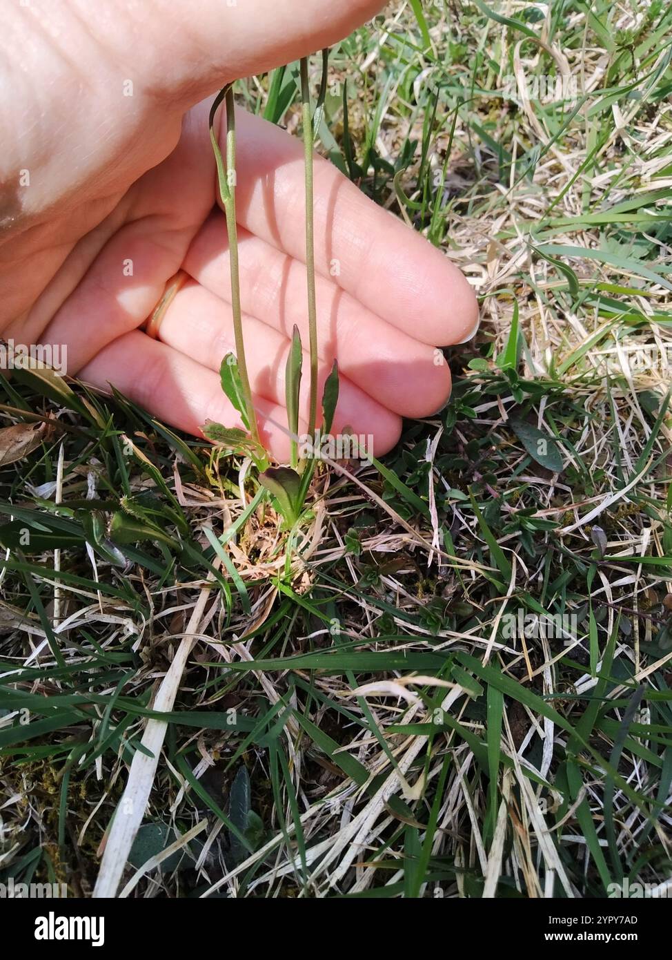 Common Buckler-mustard (Biscutella laevigata Stock Photo - Alamy
