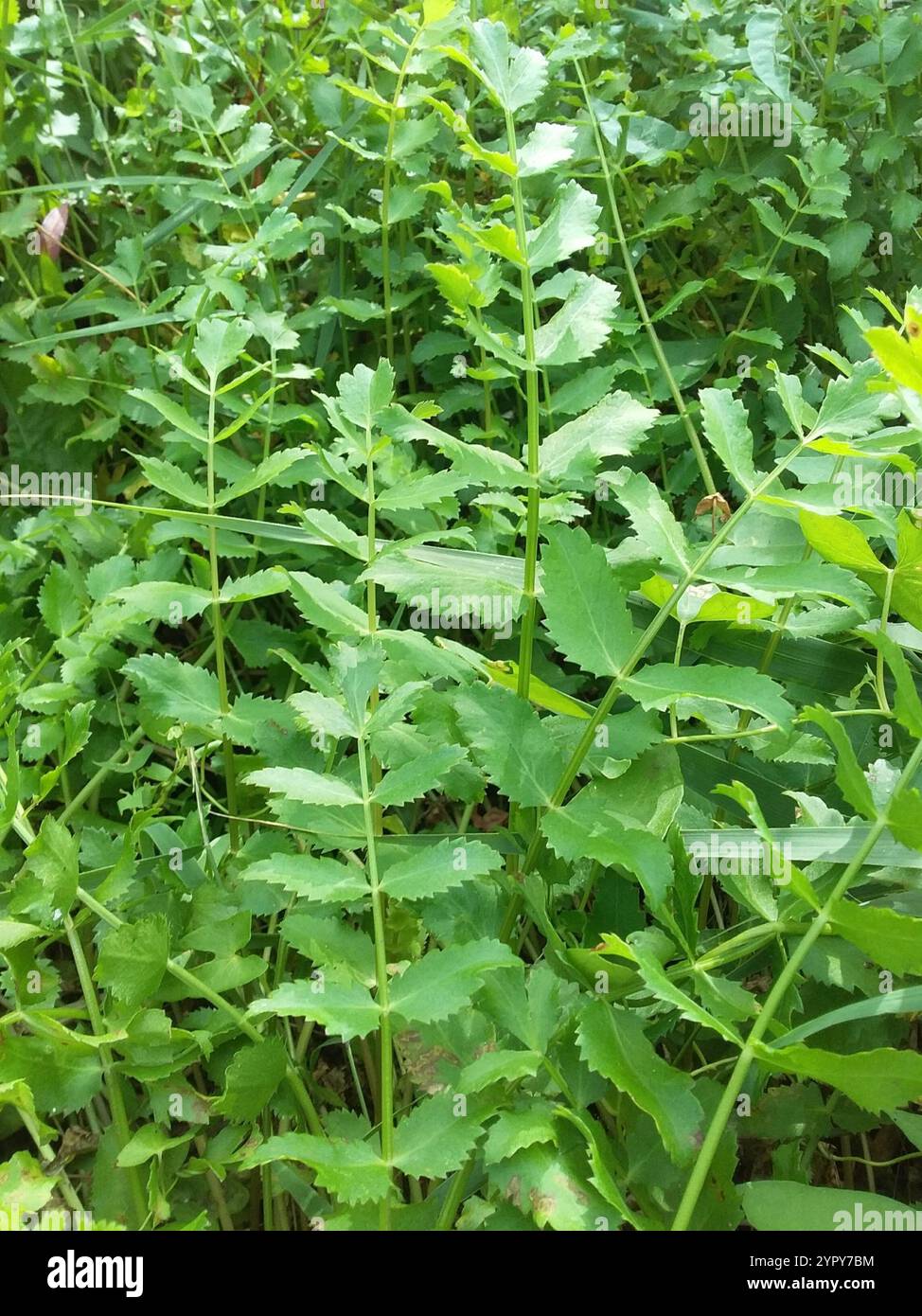 cutleaf water parsnip (Berula erecta Stock Photo - Alamy