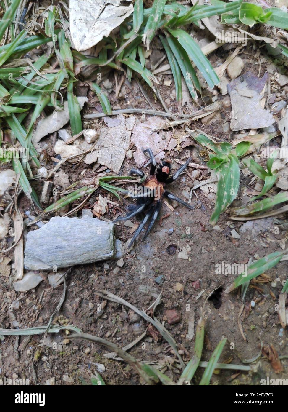 Trinidad Dwarf Tiger Tarantula (Cyriocosmus elegans Stock Photo - Alamy