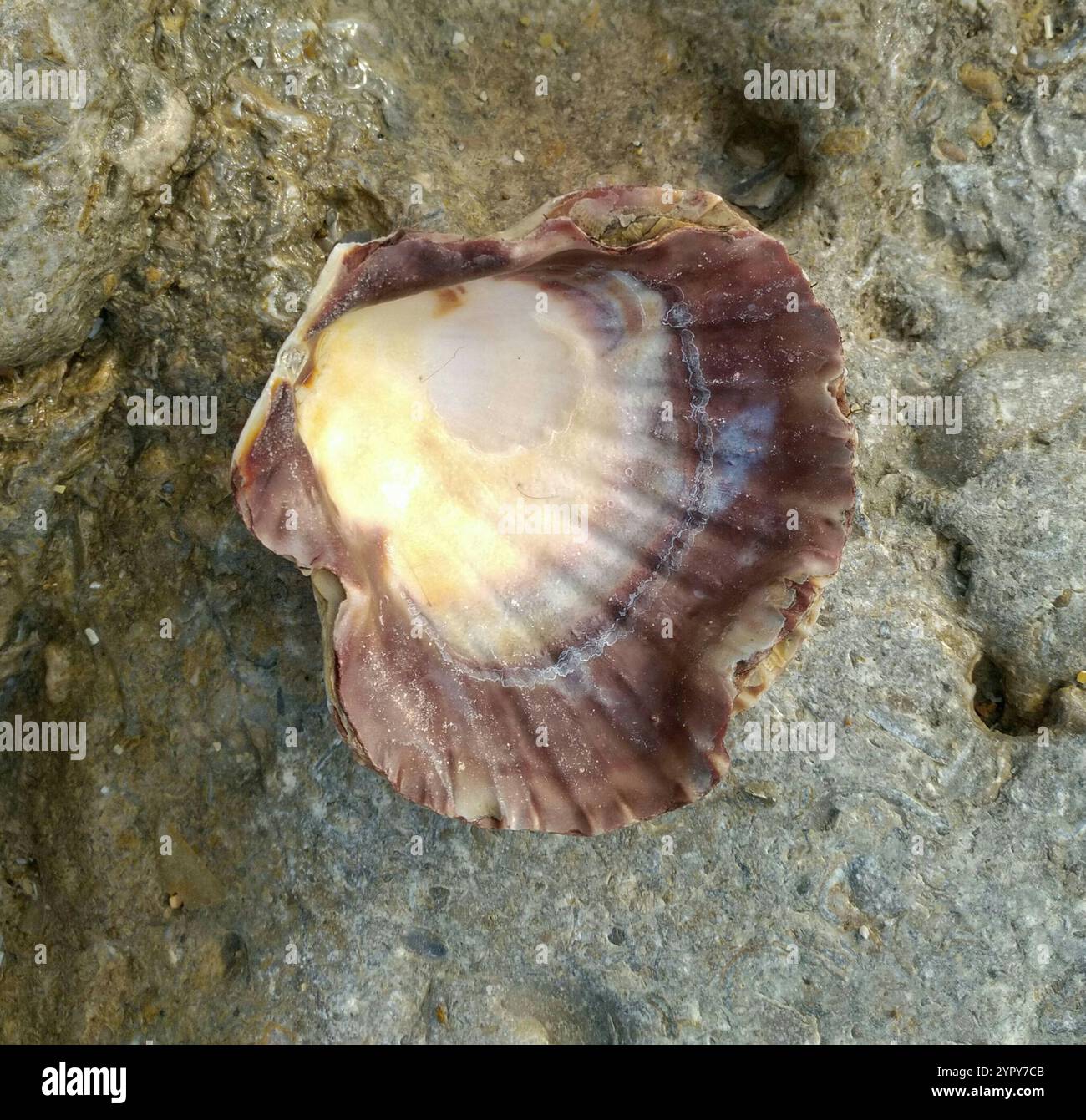 Great Scallop (Pecten maximus Stock Photo - Alamy