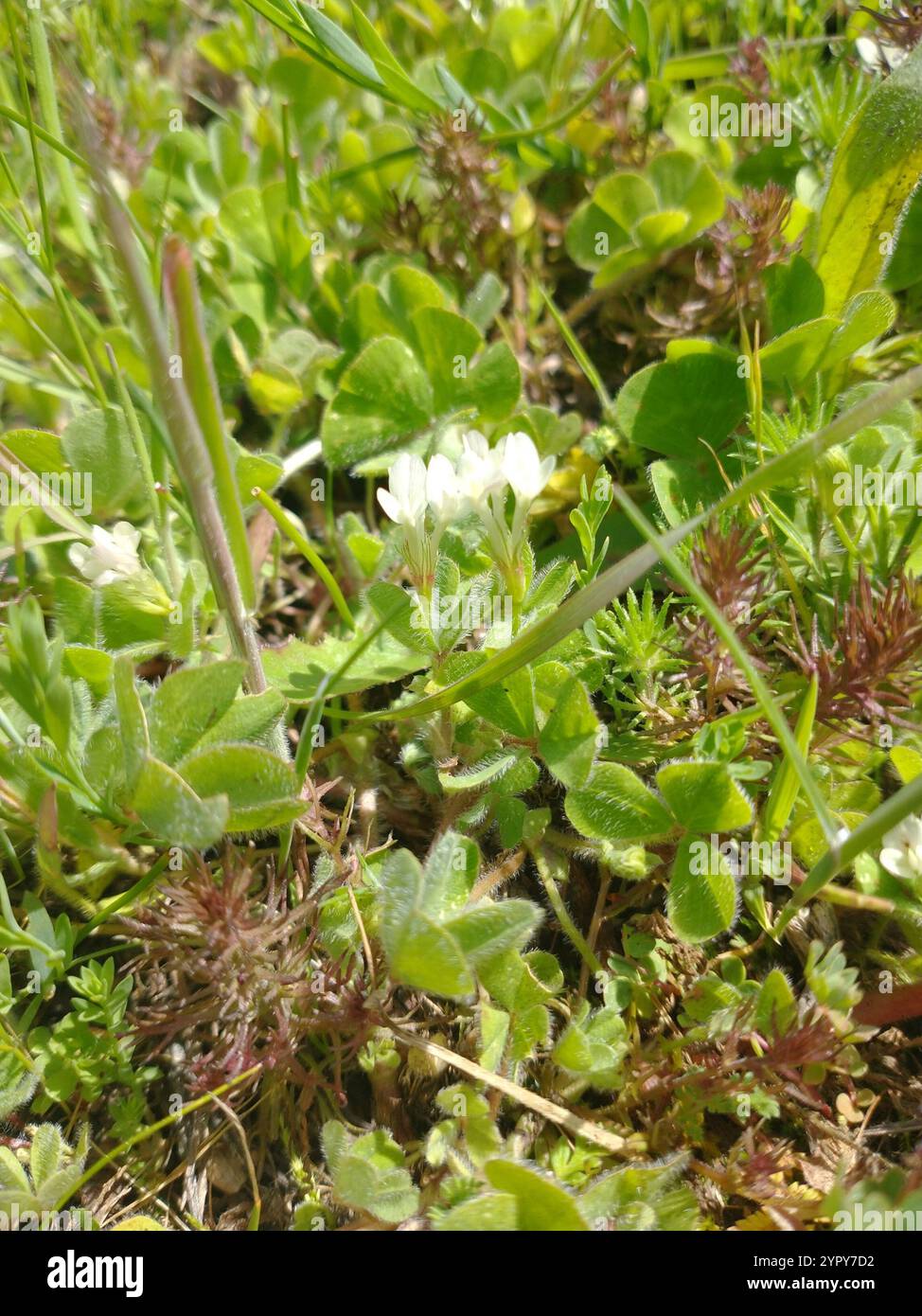 Subterranean Clover (Trifolium subterraneum Stock Photo - Alamy