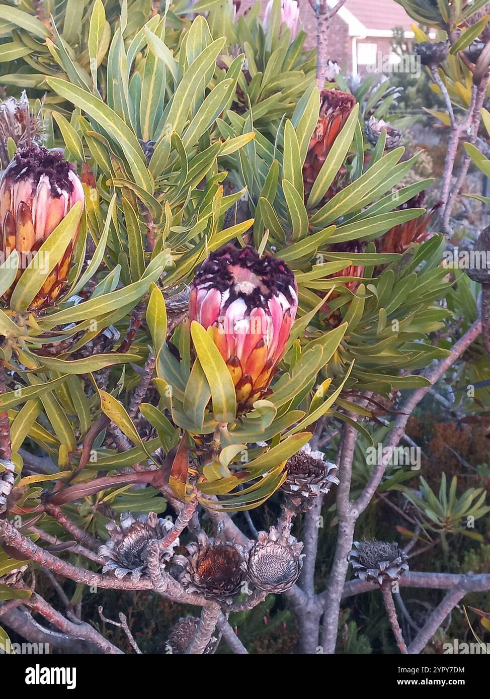 Oleander-leaf Protea (Protea neriifolia Stock Photo - Alamy