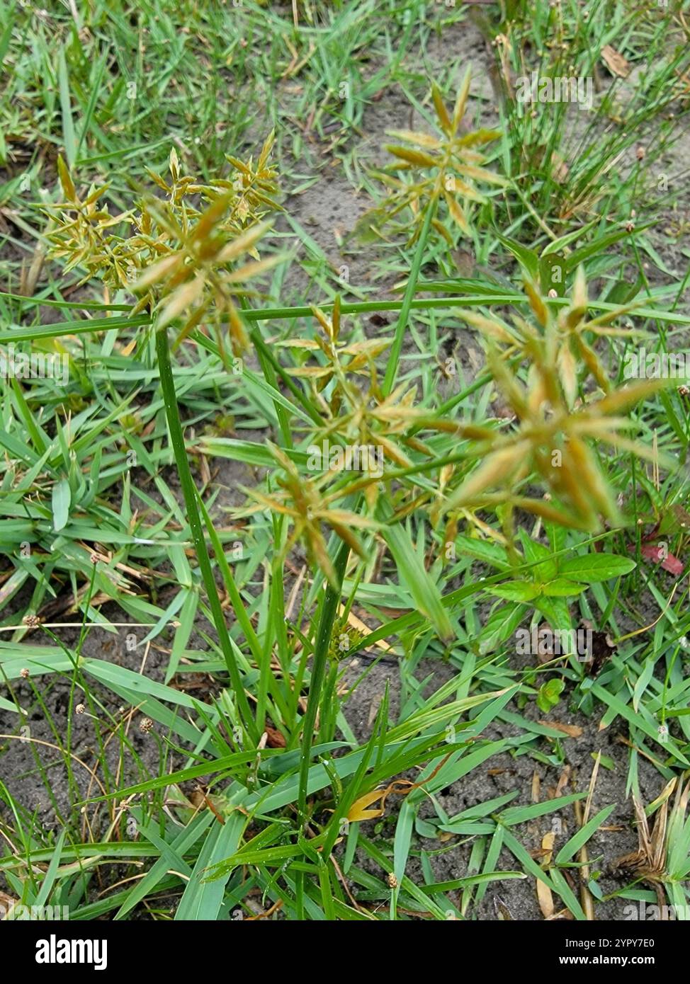 Bunchy flat-sedge (Cyperus polystachyos Stock Photo - Alamy