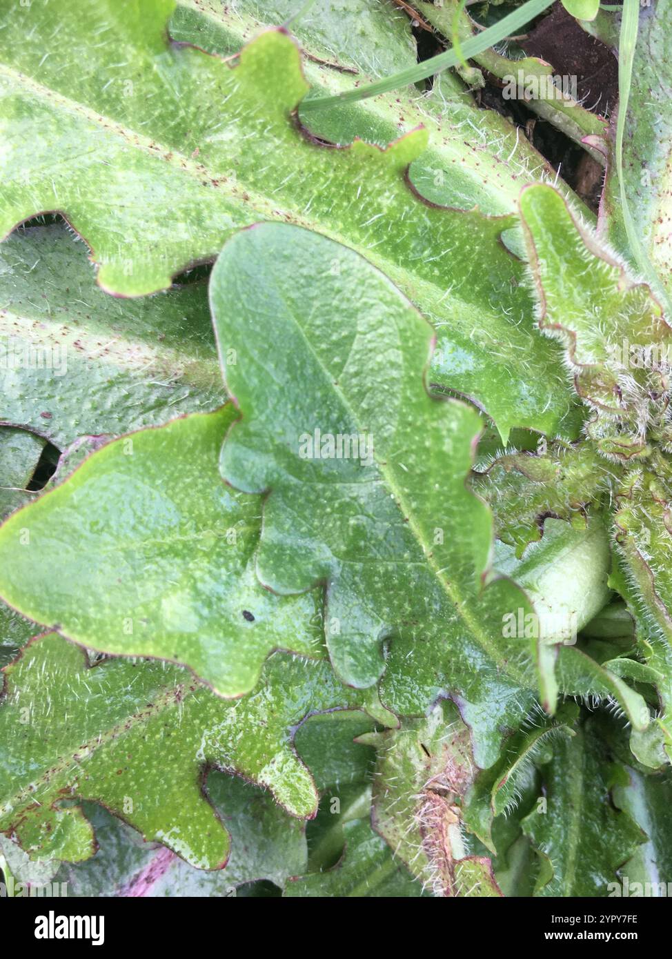 Common Cat's-ear (Hypochaeris radicata Stock Photo - Alamy