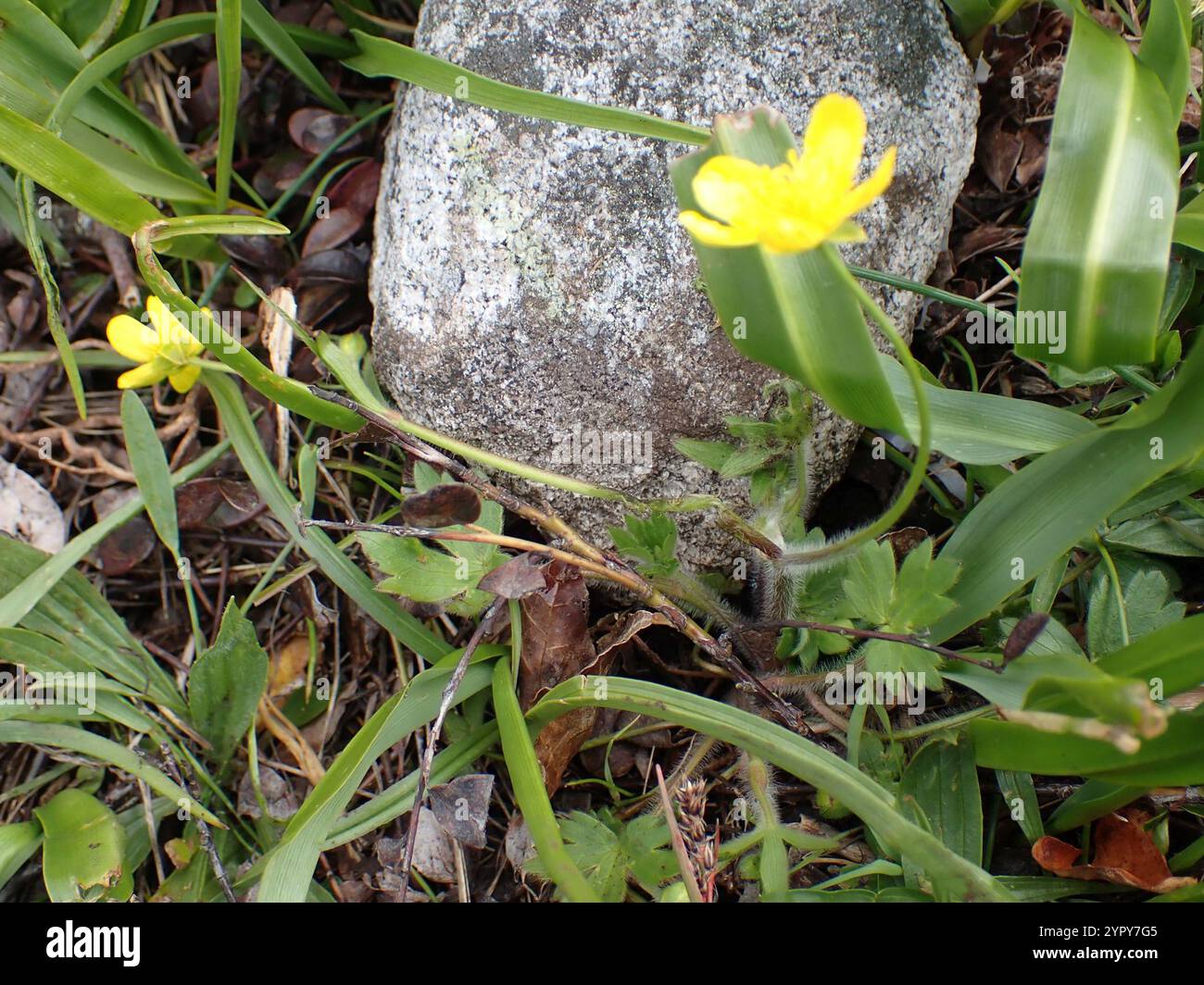 Western Buttercup (Ranunculus occidentalis Stock Photo - Alamy