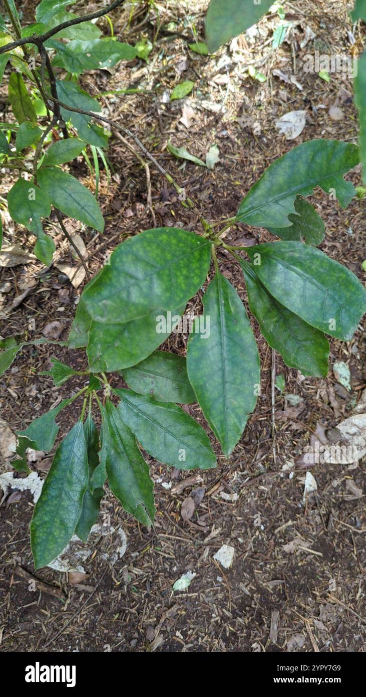 Mahoe melicytus ramiflorus hi-res stock photography and images - Alamy