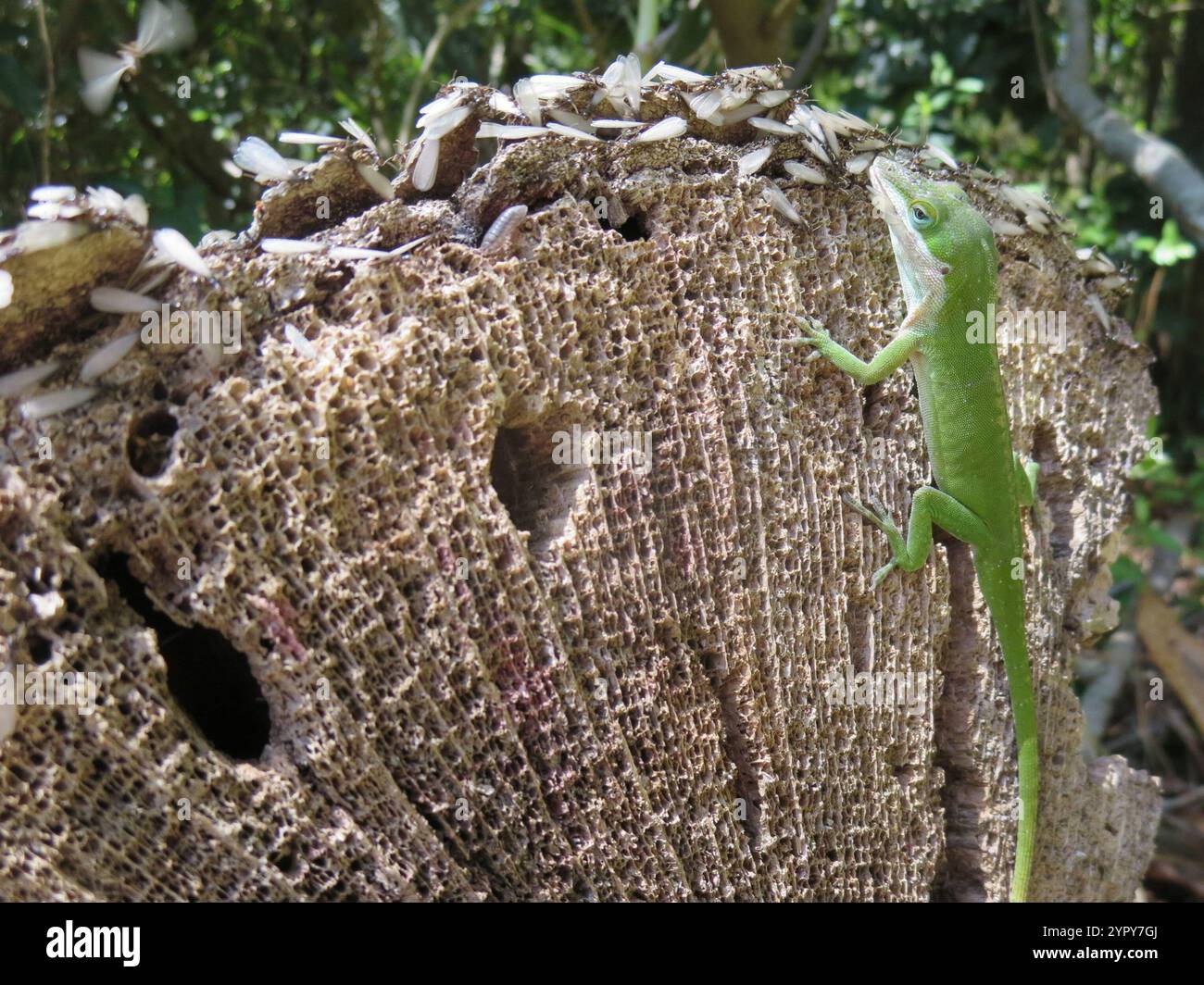 Eastern Subterranean Termite (Reticulitermes flavipes Stock Photo - Alamy