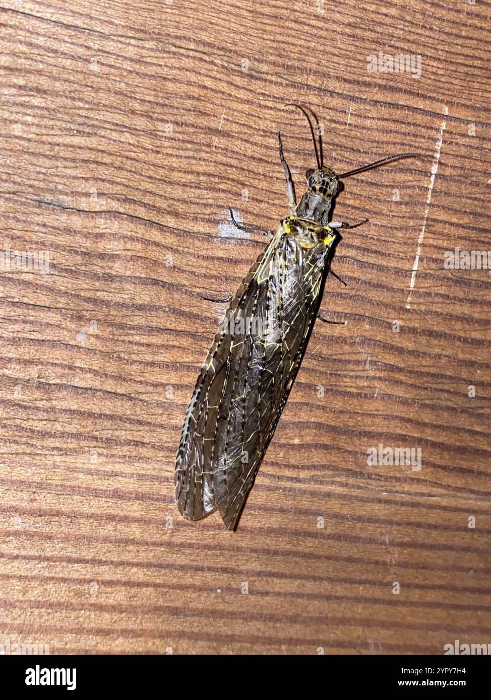 Spring Fishfly (Chauliodes rastricornis Stock Photo - Alamy