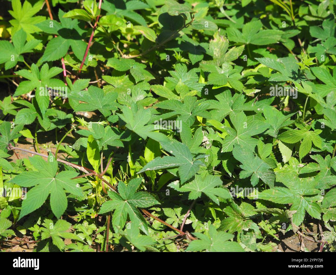 Japanese Hops (Humulus scandens Stock Photo - Alamy