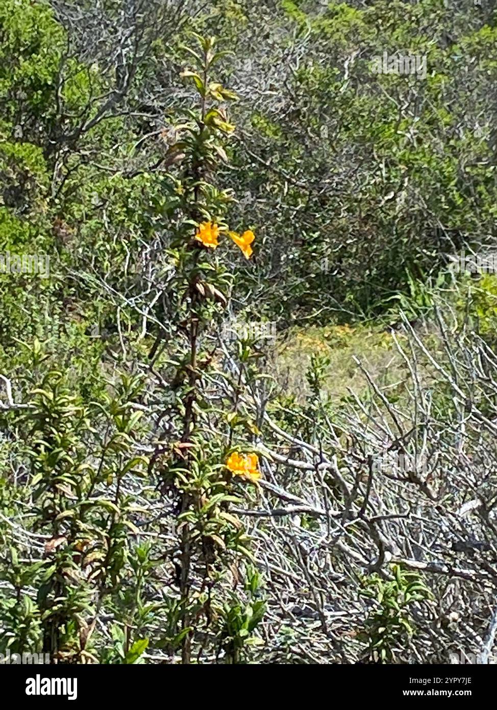 orange bush monkeyflower (Diplacus aurantiacus Stock Photo - Alamy