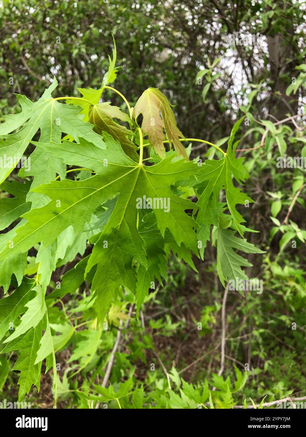 silver maple (Acer saccharinum Stock Photo - Alamy