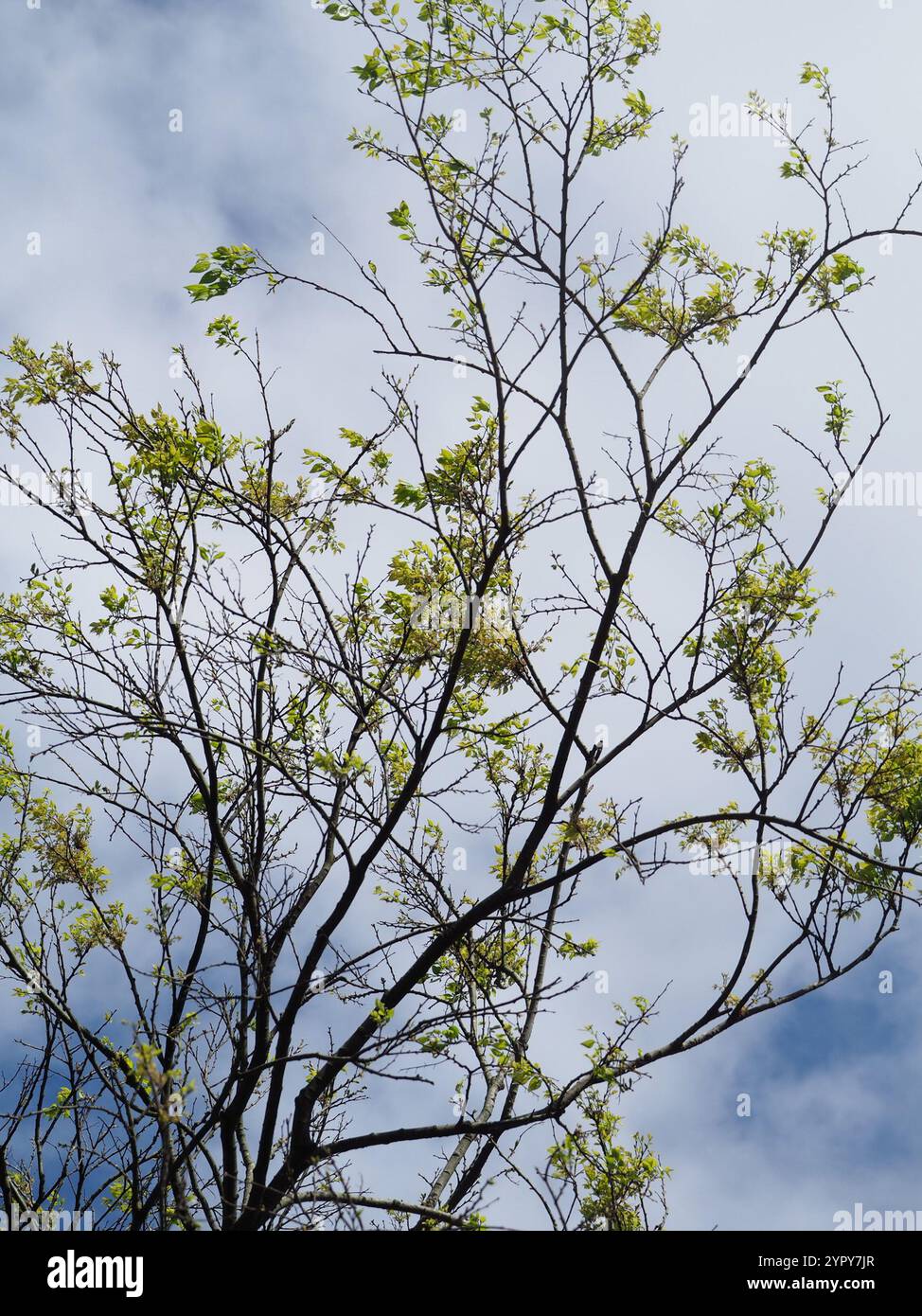 Chinese hackberry celtis sinensis hi-res stock photography and images ...