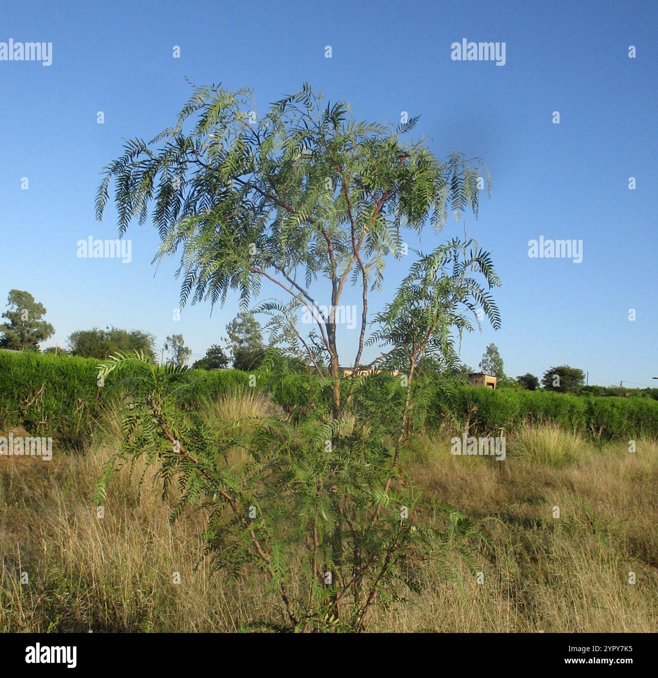 Peruvian Pepper Tree (Schinus molle Stock Photo - Alamy