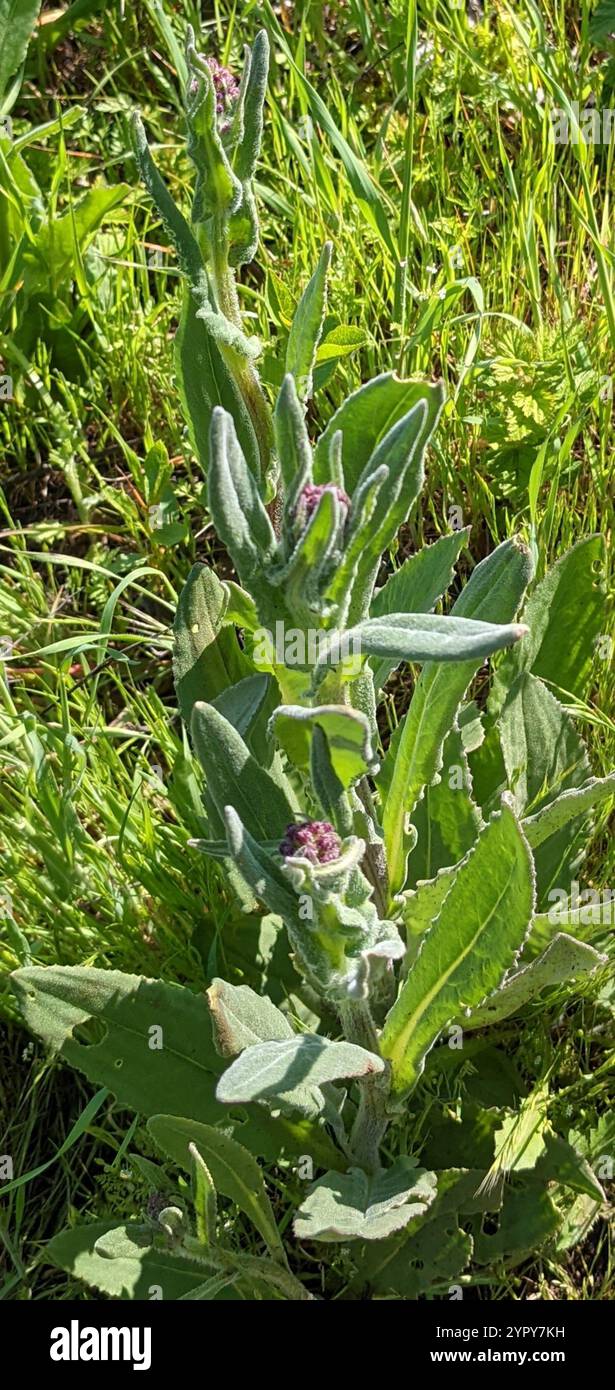 rayless ragwort (Senecio aronicoides Stock Photo - Alamy