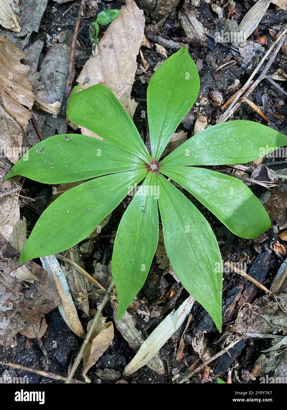 Cucumber Root (Medeola virginiana Stock Photo - Alamy