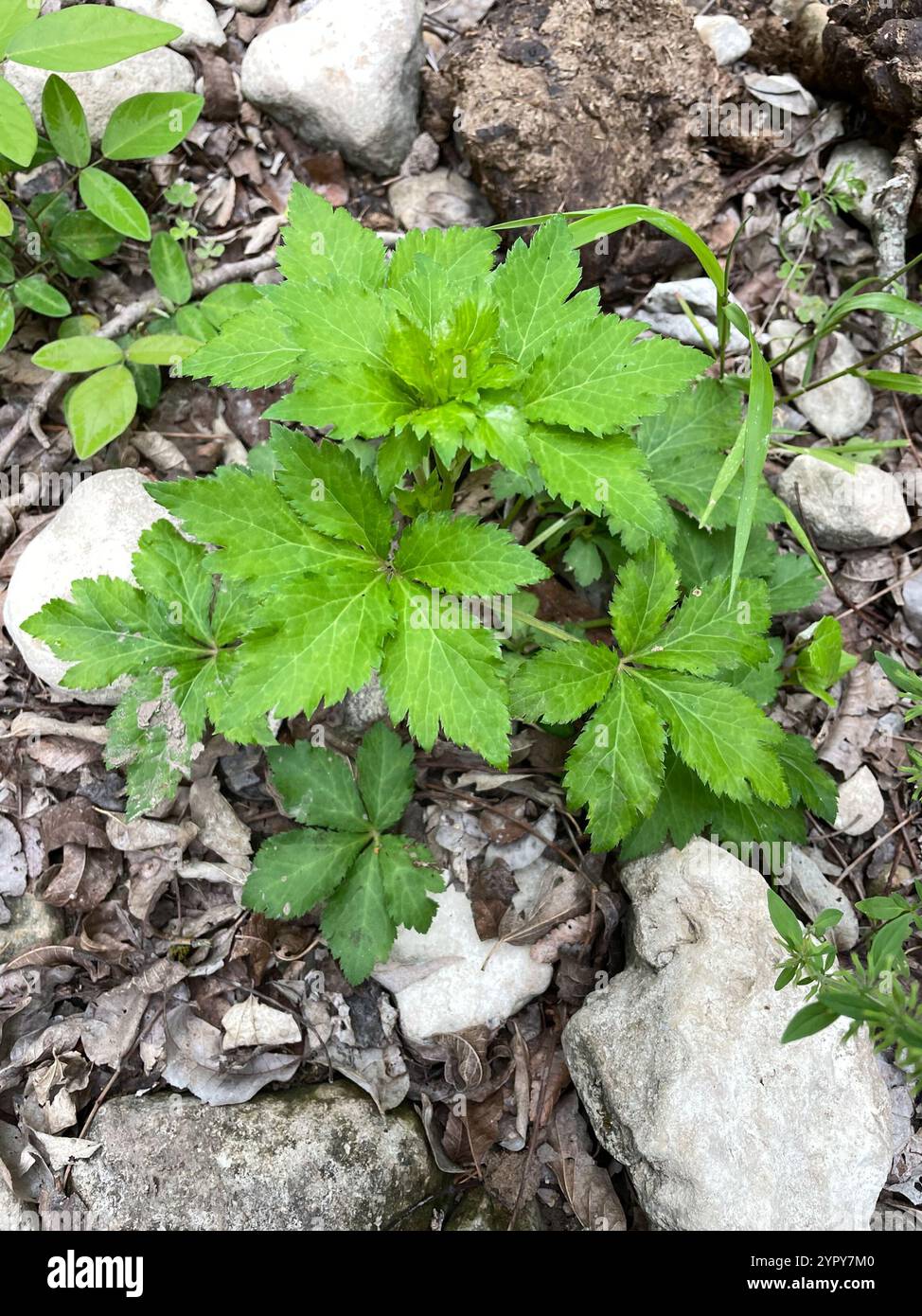 Black Snakeroot (Sanicula canadensis Stock Photo - Alamy