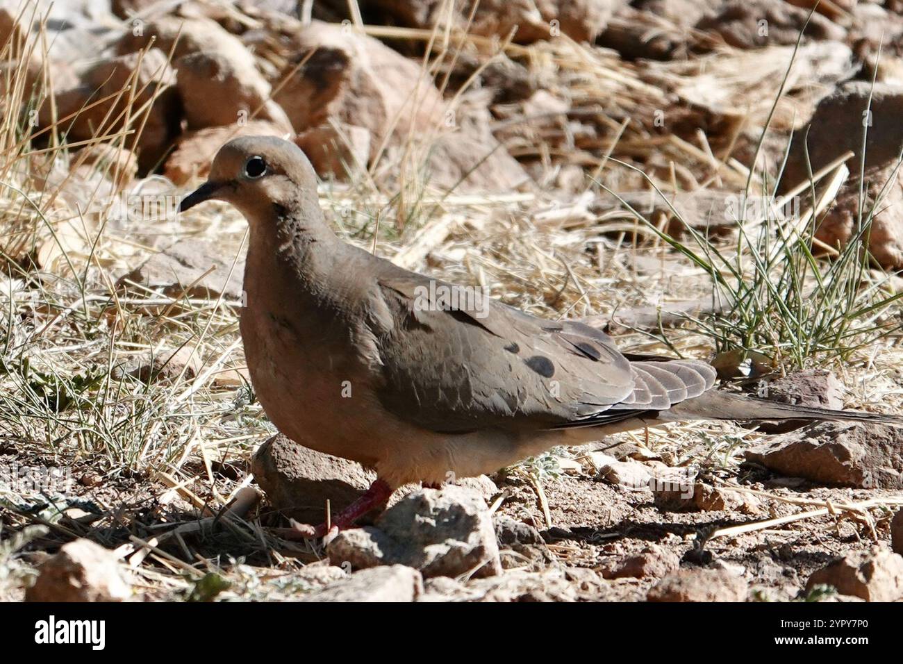 Mourning Dove (Zenaida macroura Stock Photo - Alamy