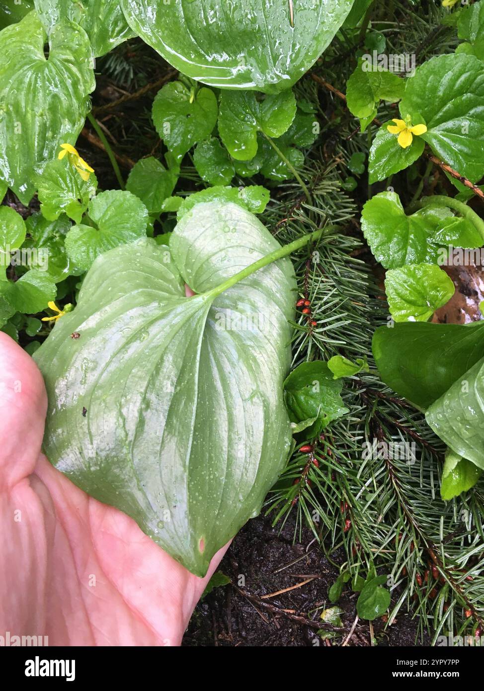 Western Lily of the Valley (Maianthemum dilatatum Stock Photo - Alamy