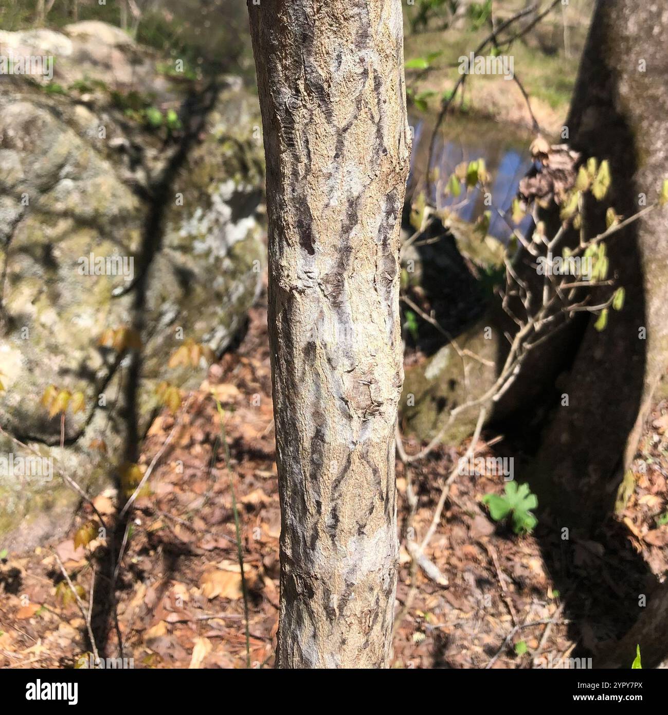 mountain silverbell (Halesia tetraptera Stock Photo - Alamy